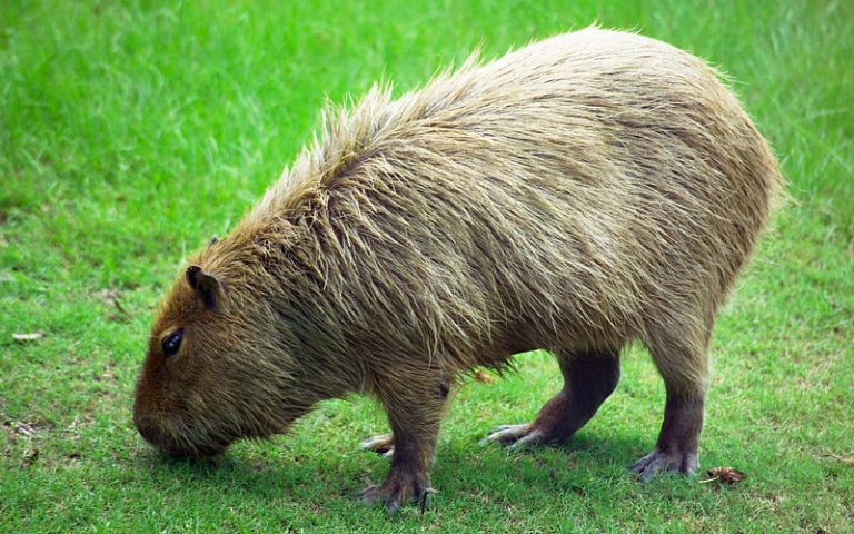 Capybara | Danger Ranger Bear