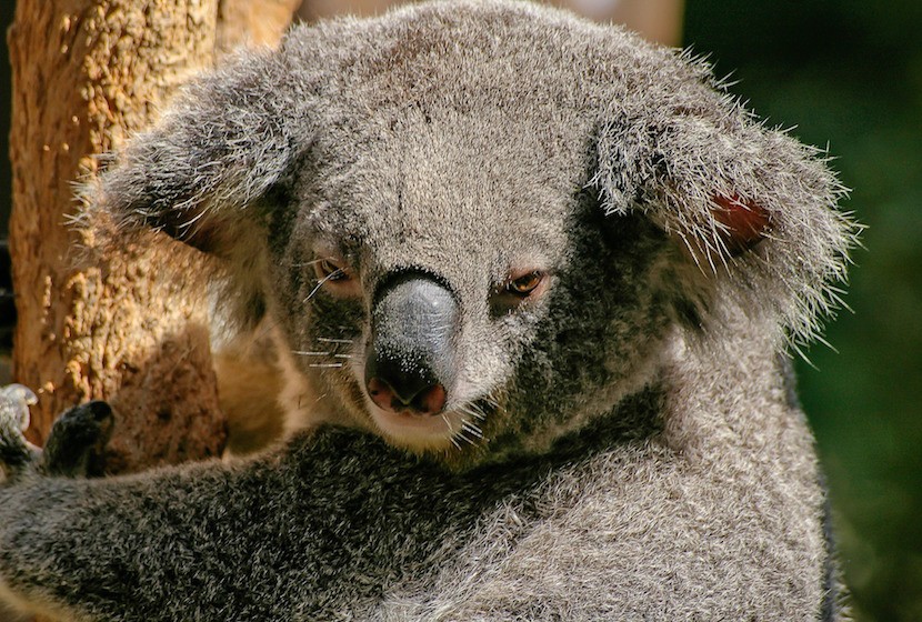 The Australian Drop Bear Danger Ranger Bear The Australian Drop Bear Danger Ranger Bear