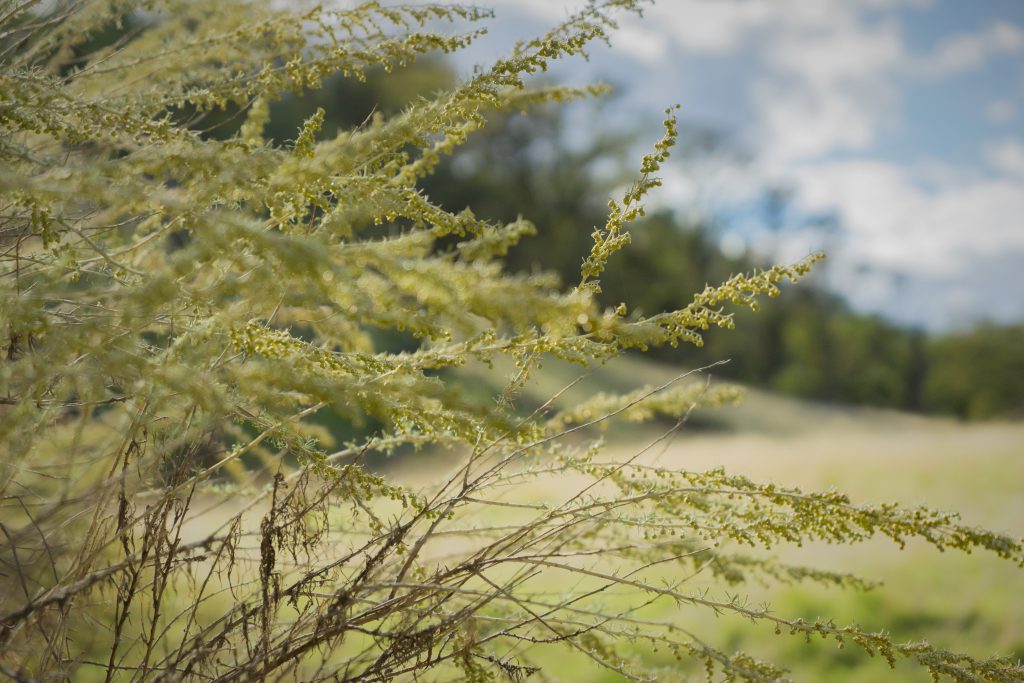 Capturing Nature With Your Camera - Danger Ranger Bear