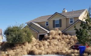 Attack of the Killer Tumbleweeds