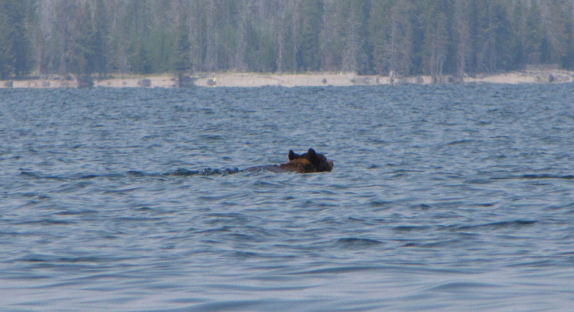 The American Black Bear - Danger Ranger Bear