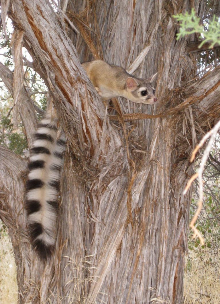 The Ring-tailed Cat - Danger Ranger Bear