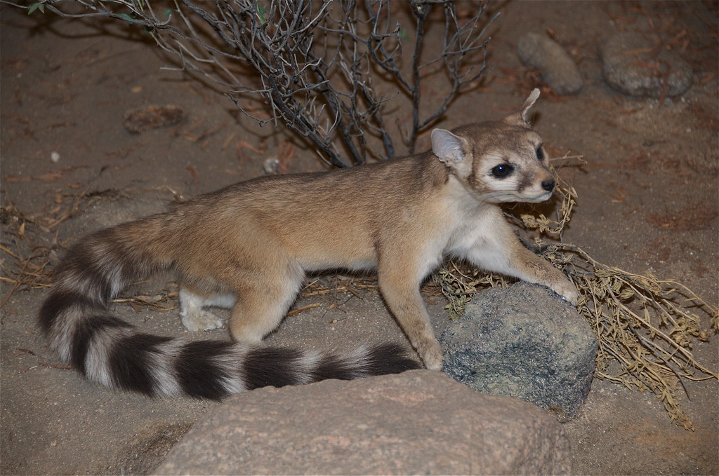 Ringtail Cat Pet