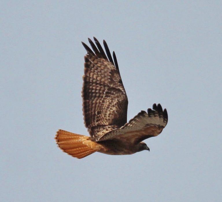 Native Americans treasured the red-tailed hawk’s feathers, which were ...