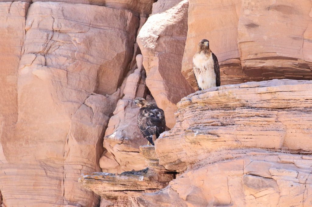 The Red-Tailed Hawk - Danger Ranger Bear