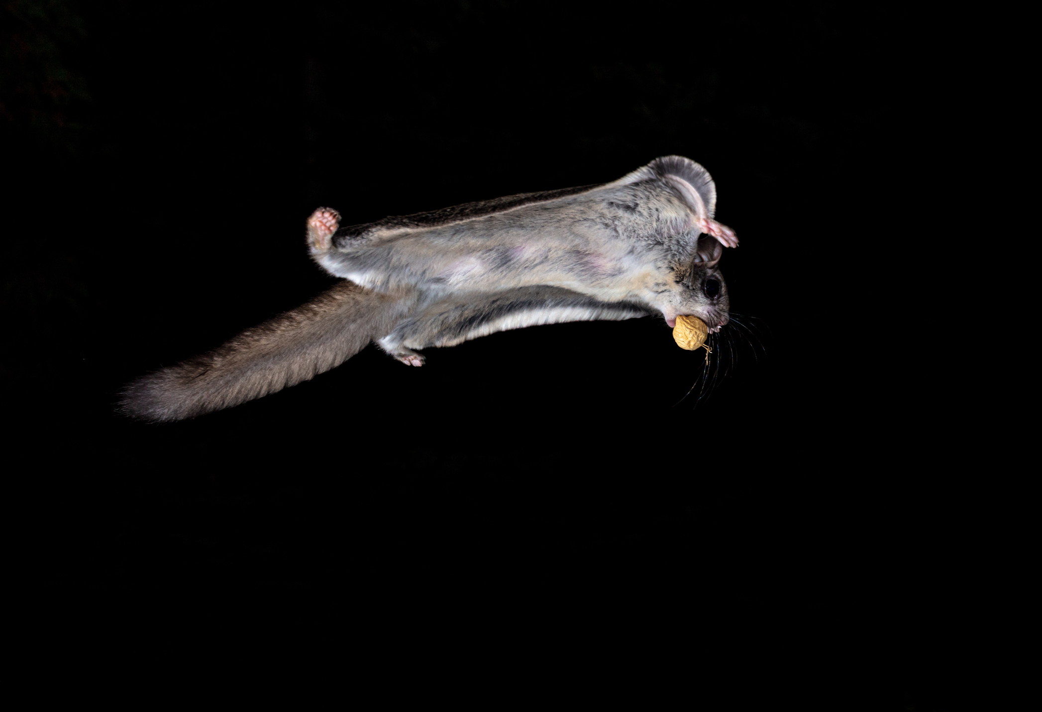 Flyer Flying Squirrel