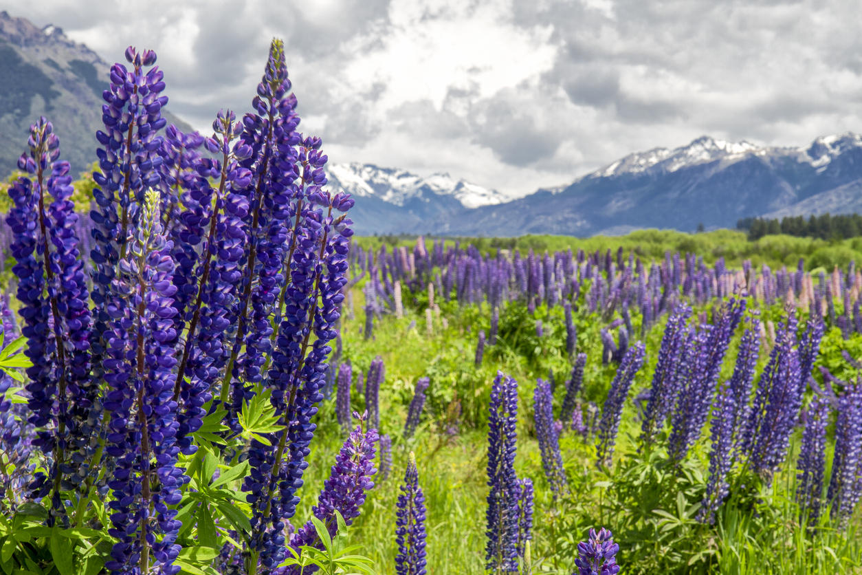 Tall Purple Flower Lupinus