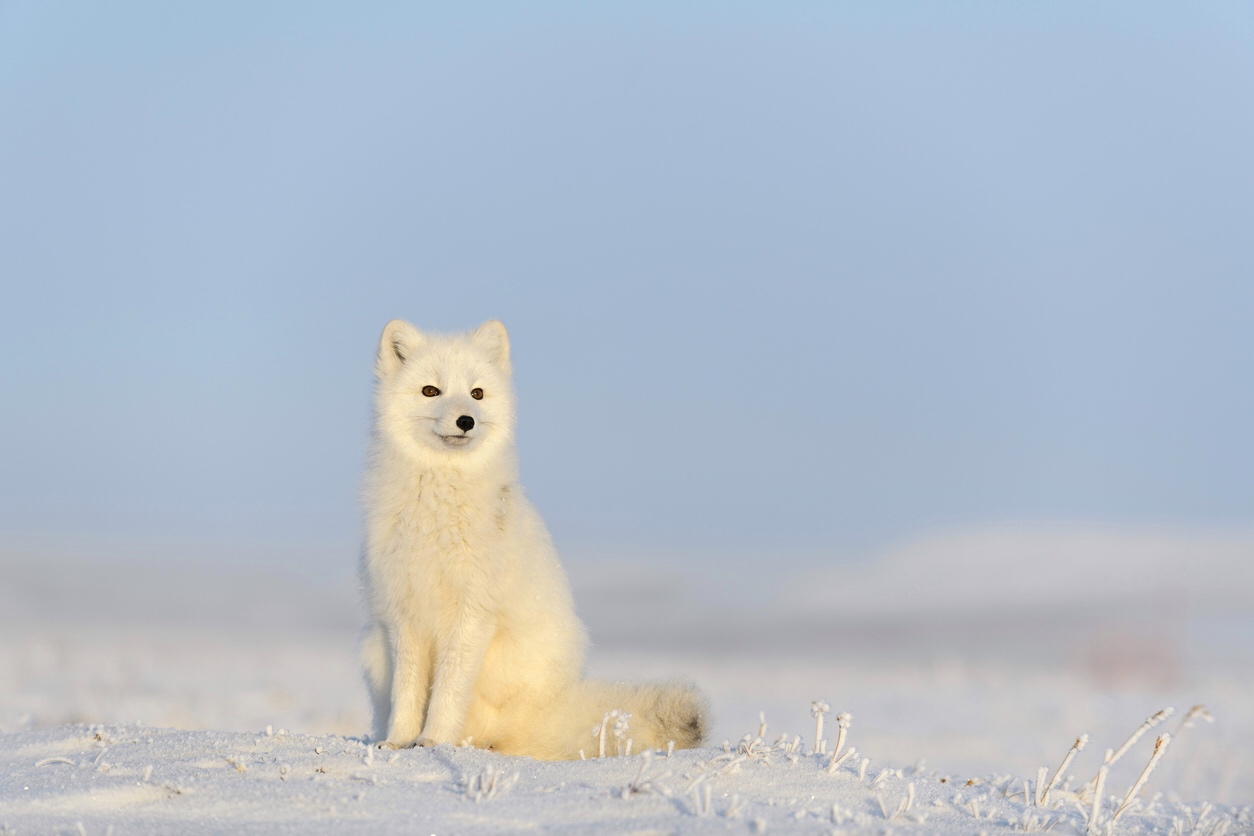 Arctic Tundra Arctic Fox