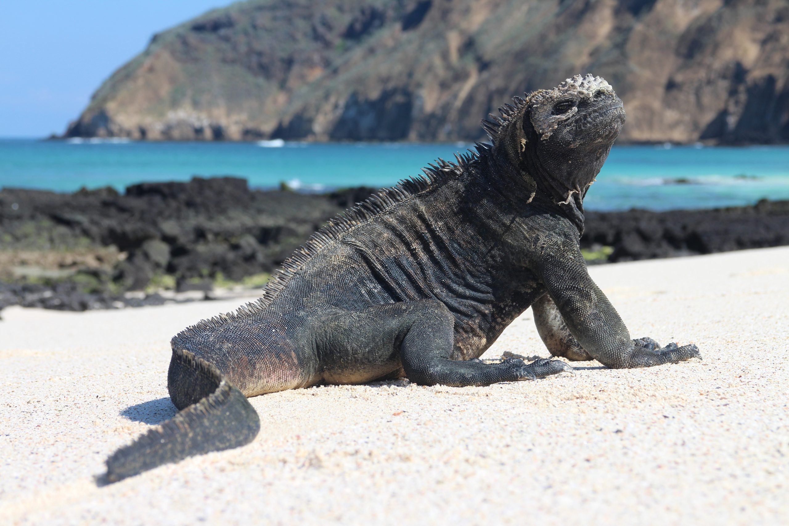 Marine Iguana Eggs
