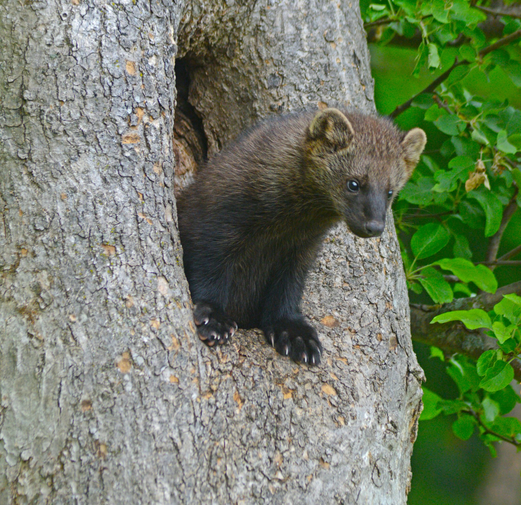 The Fisher - Danger Ranger Bear